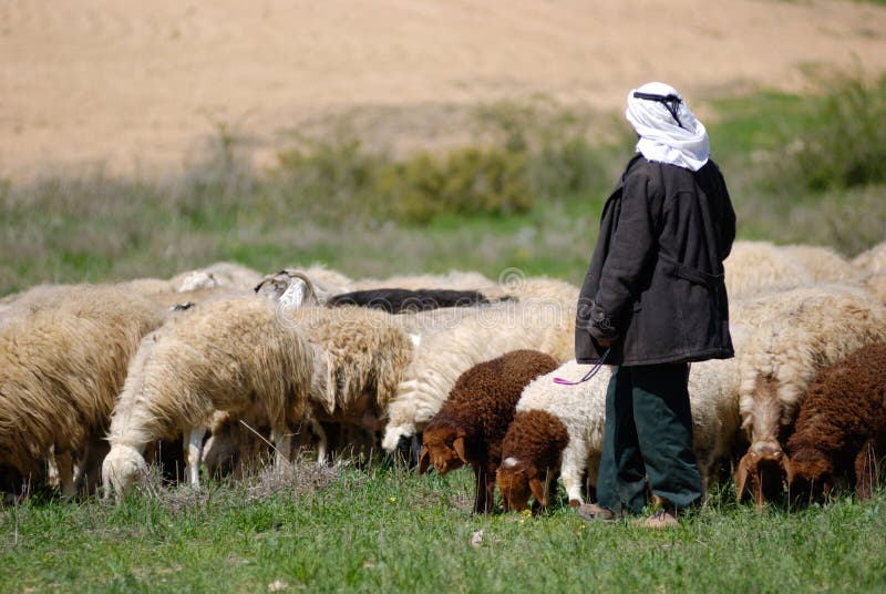 Sheep stock photo. Image of meat, arabian, farm, rural - 4656630