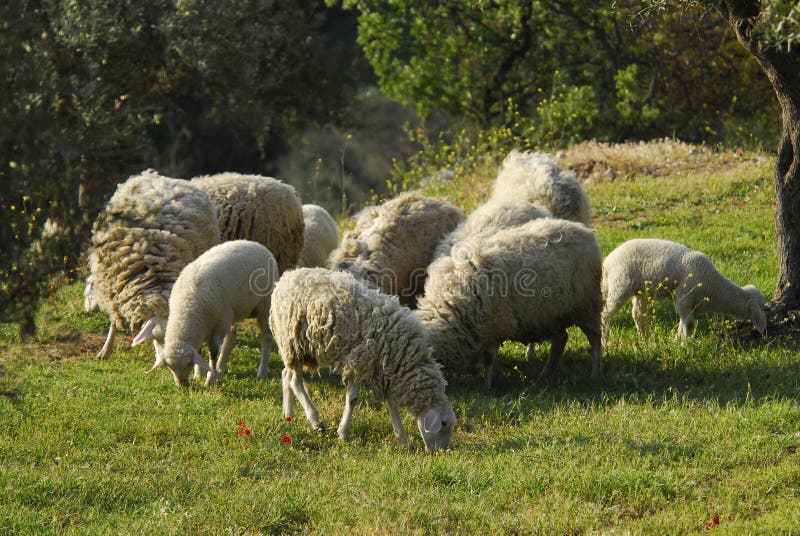 Sheep Picture. Image: 4683706