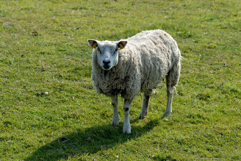 Sheep stock image. Image of wool, young, innocence, domestic - 5279437