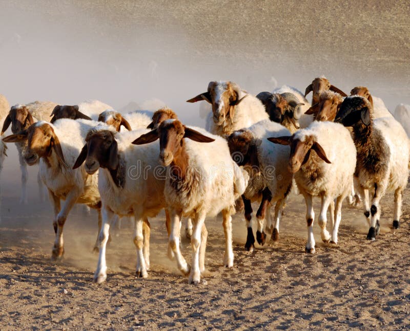 102 Shepherd Sheep Arabian Stock Photos - Free & Royalty-Free Stock ...