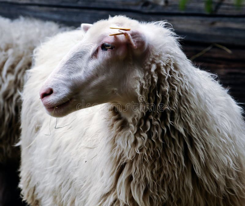 Ant on leaf stock photo. Image of invertebrate, close - 6535028