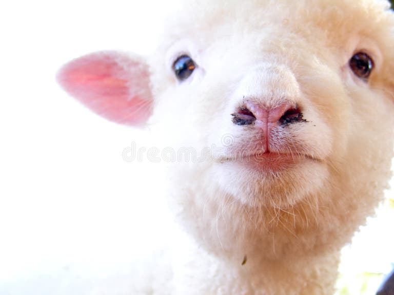 8,946 Little White Sheep Stock Photos - Free & Royalty-Free Stock ...