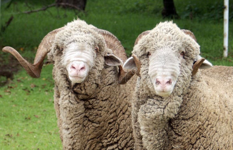 Sheep stock photo. Image of male, wool, rambouillet, graze - 6096482