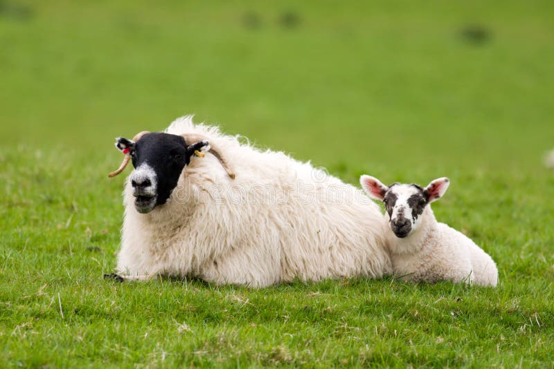 Sheep stock photo. Image of adorable, maternal, babe, cute - 6251436