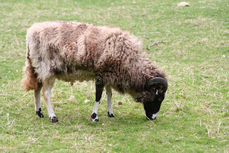 Sheep stock photo. Image of herd, countryside, daytime - 637414