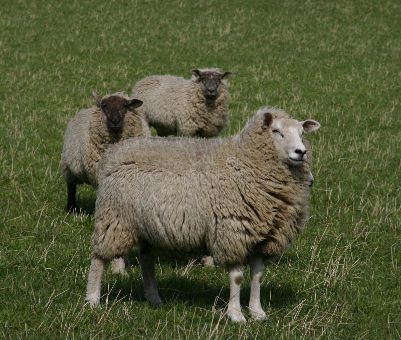 Sheep stock photo. Image of village, organic, flock, outdoors - 638322