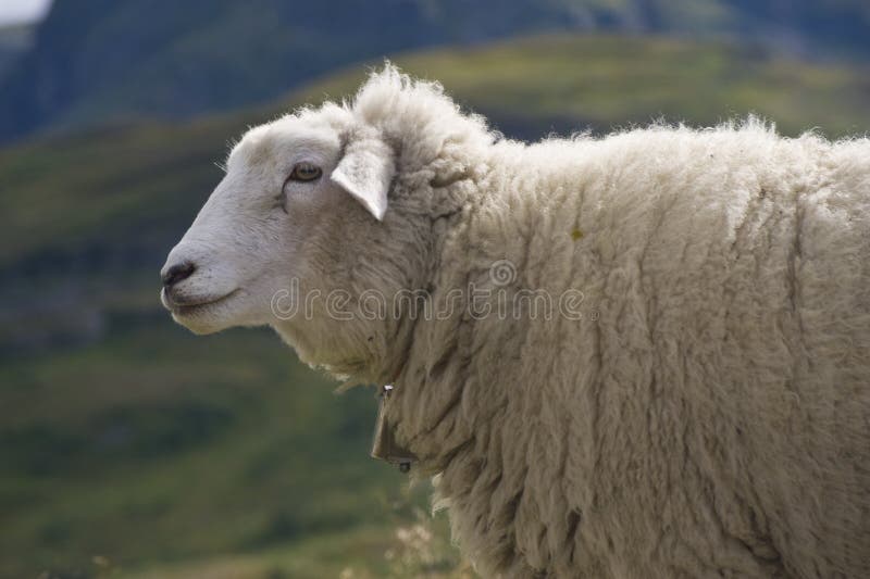 Wicklow Mountain Cheviot Sheep Frontal Portrait Stock Image - Image of ...