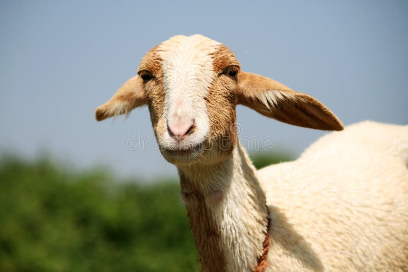 Smiling sheep stock photo. Image of mouth, watch, grey - 26159124