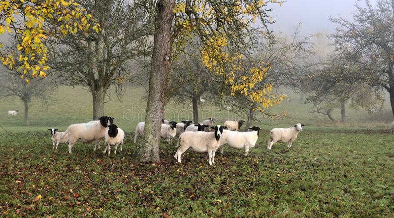 Sheep stock photo. Image of rural, outdoors, lamb, autumn - 6987540