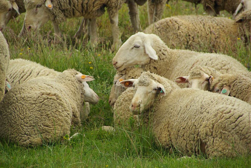 152 Productive Animals Stock Photos - Free & Royalty-Free Stock Photos ...