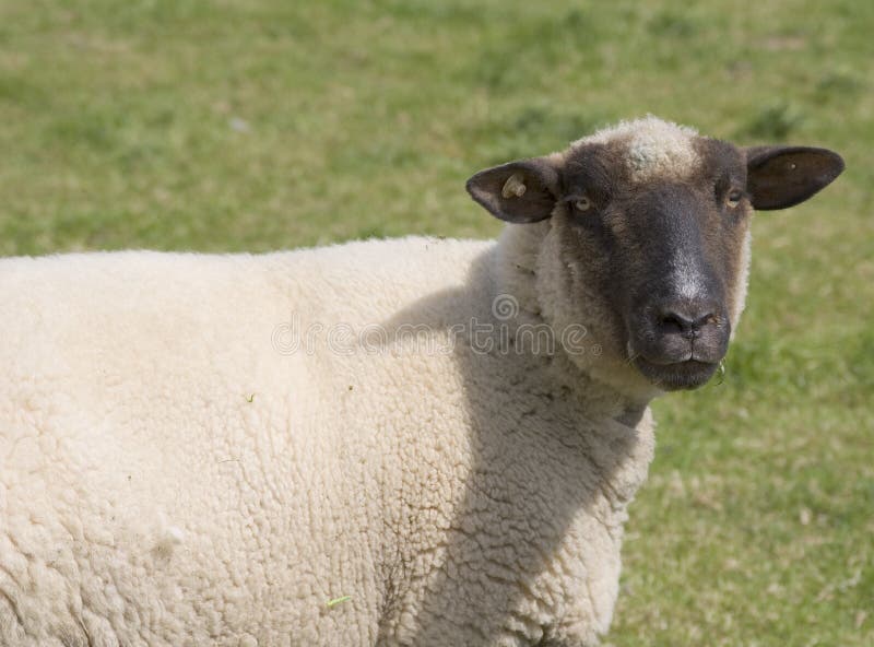 Sheep Picture. Image: 713092