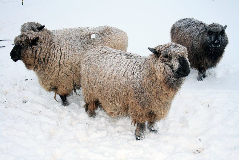 279 Romney Sheep Stock Photos - Free & Royalty-Free Stock Photos from ...