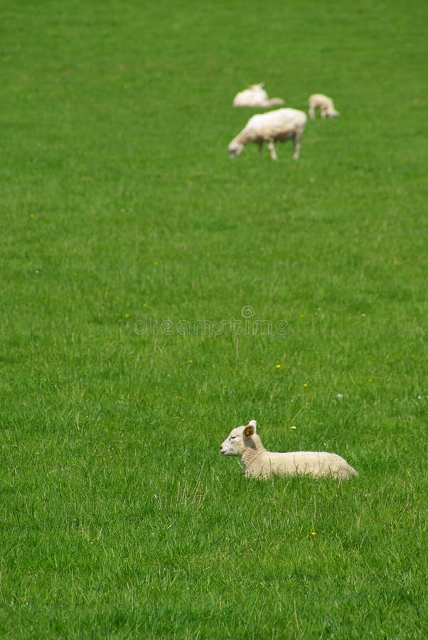 Sheep stock photo. Image of agriculture, cattle, livestock - 7113024