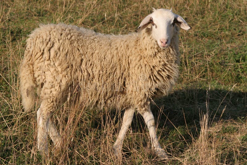 Wicklow Mountain Cheviot Sheep Frontal Portrait Stock Image - Image of ...