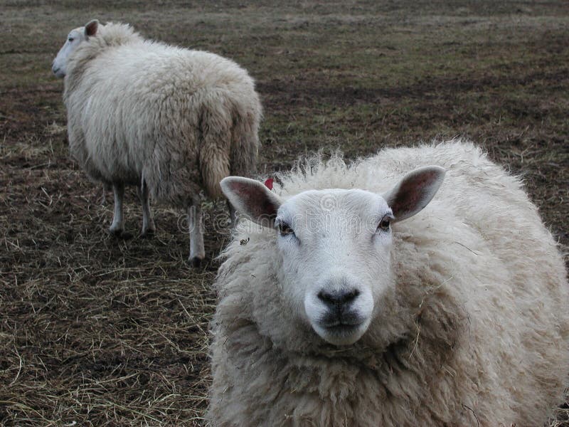 Sheep stock image. Image of seeland, rural, innocent, farm - 831095