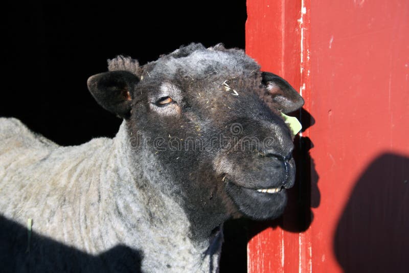 Sheep Grin stock image. Image of close, animal, spring, head - 323