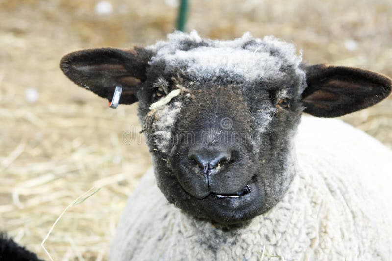 Sheep Grin stock image. Image of close, animal, spring, head - 323
