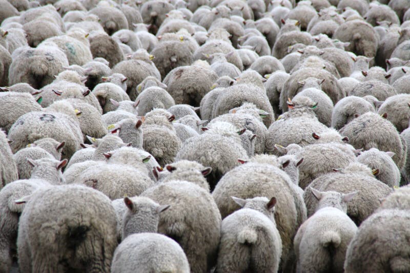 Sheep stock photo. Image of mammal, flock, multiple, ranch - 8993162