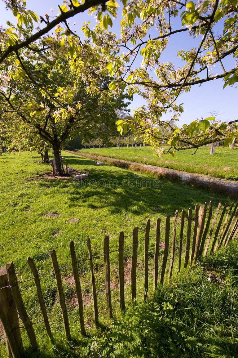 1,811 Sheep Gate Stock Photos - Free & Royalty-Free Stock Photos from ...