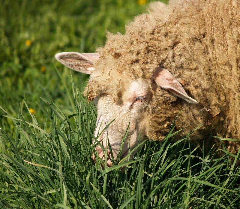 Sheep stock image. Image of happy, head, grass, wool, sheep - 9342797
