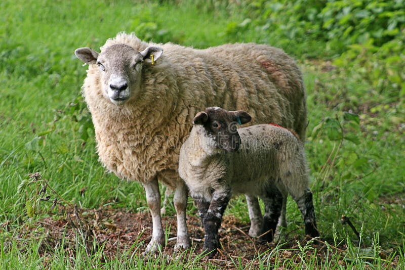 Sheep stock image. Image of countryside, lamb, graze, agriculture - 9794533
