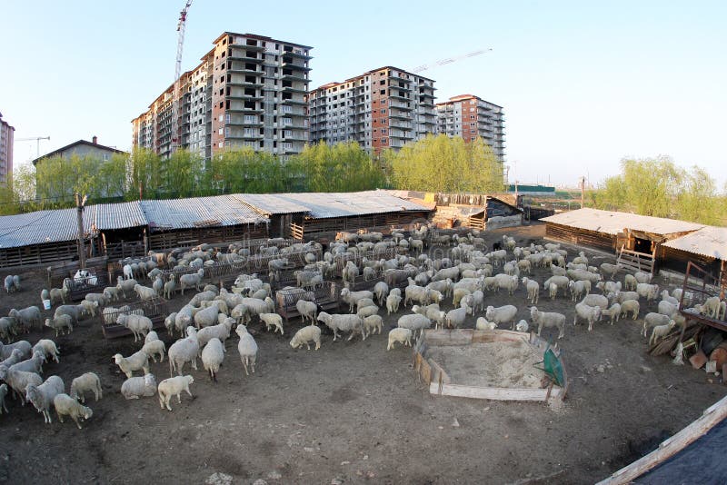 Sheep stock image. Image of farm, town, animals, flock - 9937089