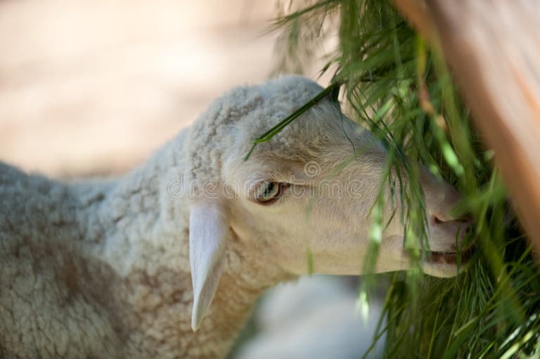 Sheep stock image. Image of outdoors, grass, head, manger - 9993527