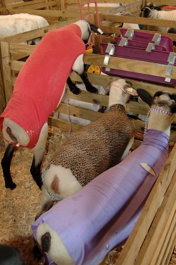 Sheep at Agriculture Fair stock image. Image of sheepfarmers - 1055591