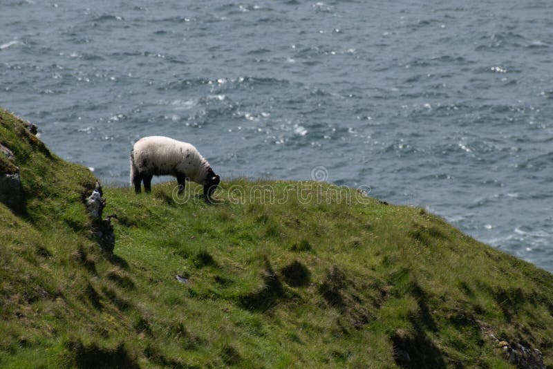 Sheep Alone Eating Grass on a Cliff Near the Sea Stock Photo - Image of ...