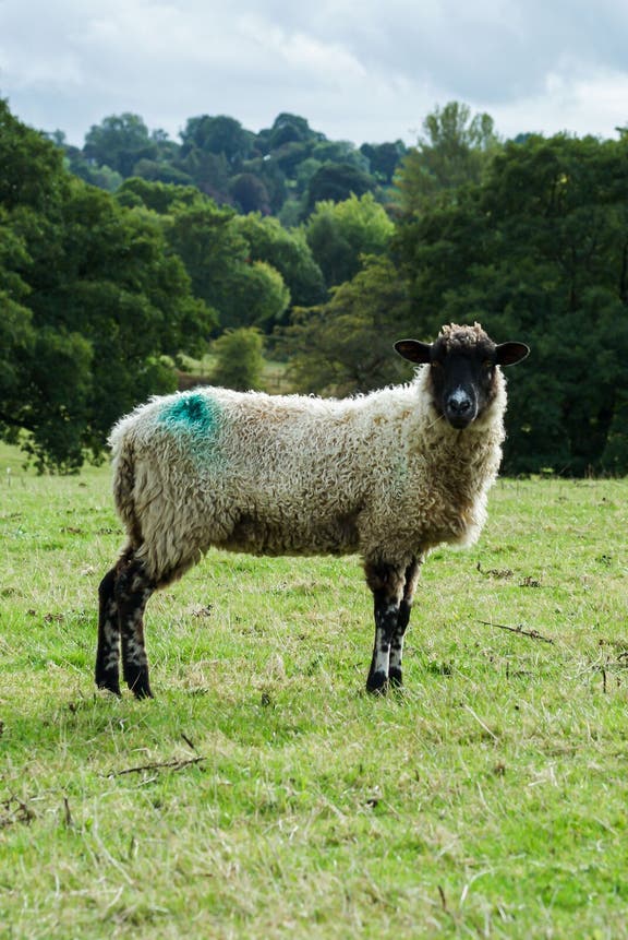 Sheep Alone in the Field with a Green Mark on the Back, Vertical Stock ...