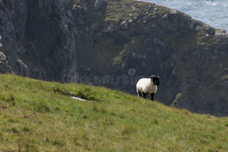 Sheep Alone in the Pasture Behind a Cliff Near the Sea Stock Image ...