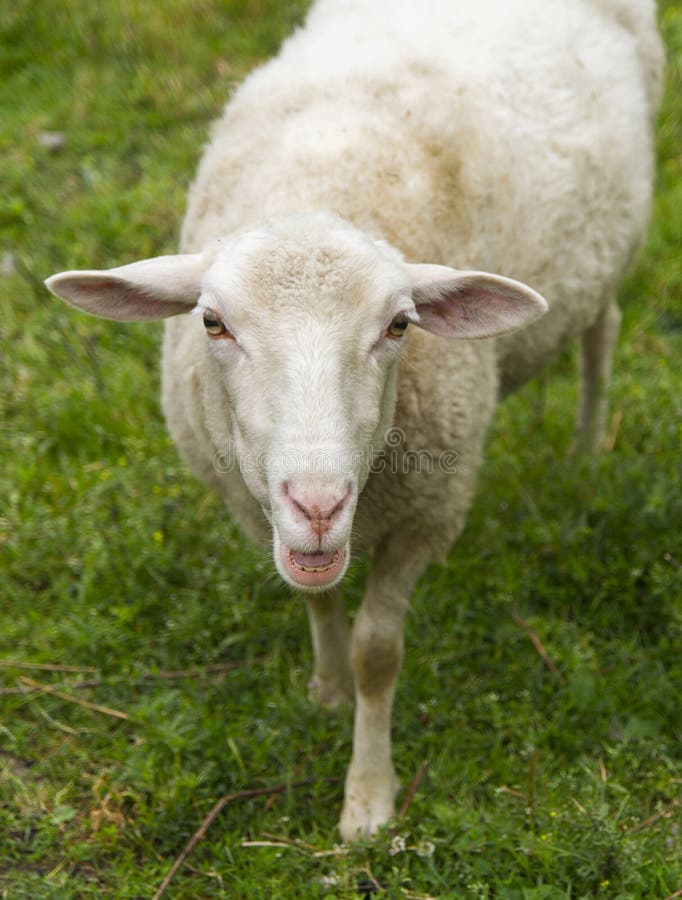 Sheep alone stock image. Image of sheep, alone, grass - 78157711 Sheep alone stock image. Image of sheep, alone, grass - 78157711