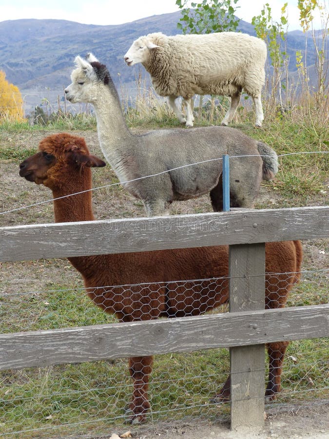 Sheep alpaca llama stack stock image. Image of soft, central - 70881583