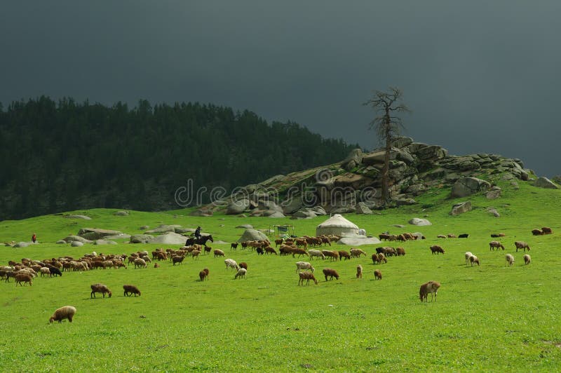 Sheep on Alpine Pasture in Sunny Summer Day. Stock Image - Image of ...
