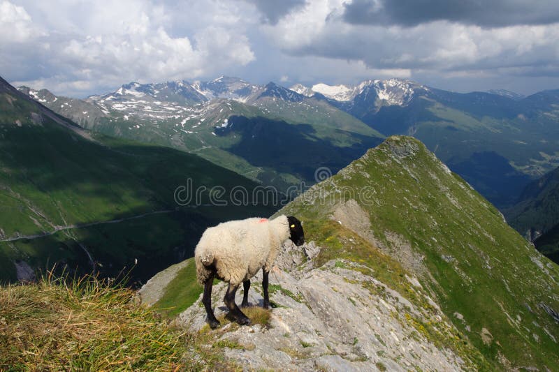 Sheep in Alps stock image. Image of wool, sheep, austria - 32575745