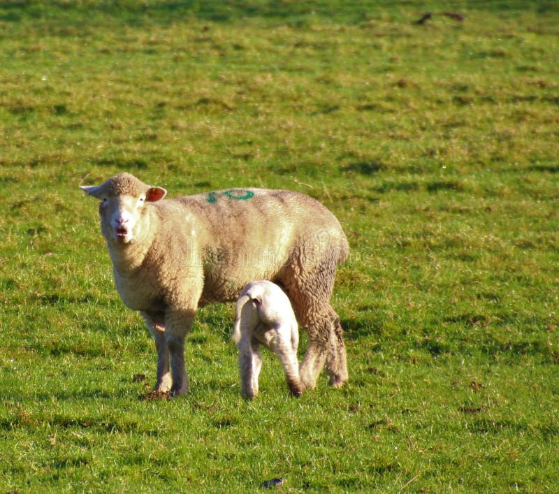 Sheep stock image. Image of lamb, amazing, ooohhh, latched - 83300443