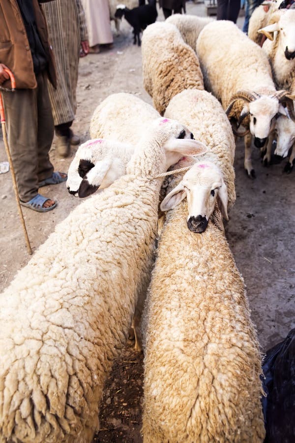 Sheep on Animal Market, Morocco Stock Photo - Image of farm, large ...