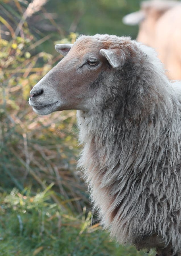 Sheep animal portrait stock photo. Image of portrait - 203659976