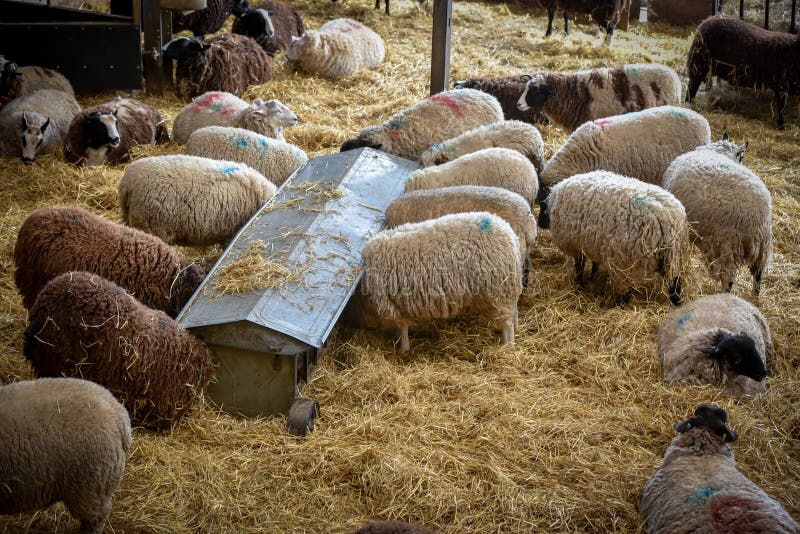 Sheep Animals in the Flock Eat Feed Stock Image - Image of farm ...