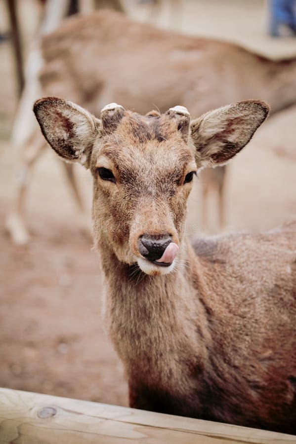 A Sheep Animals Goat Front View Stock Photo - Image of sheep, front ...
