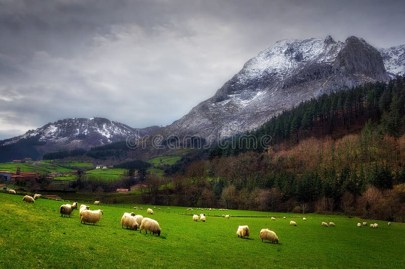 Sheep in Arrazola, Basque Country Stock Photo - Image of farm ...