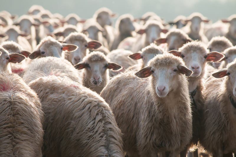 Sheep attention please! stock image. Image of horizontal - 45942463