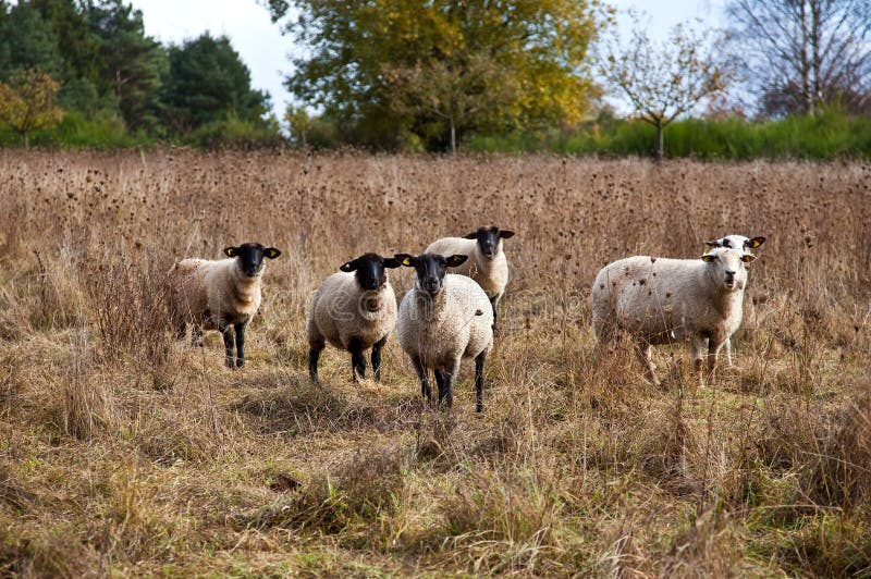 Sheep in Autumn stock photo. Image of green, idyll, autumn - 11640152