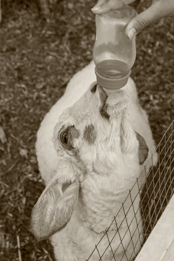 Sheep with Baby Lamb, in Northumberland, England, Uk Stock Image ...