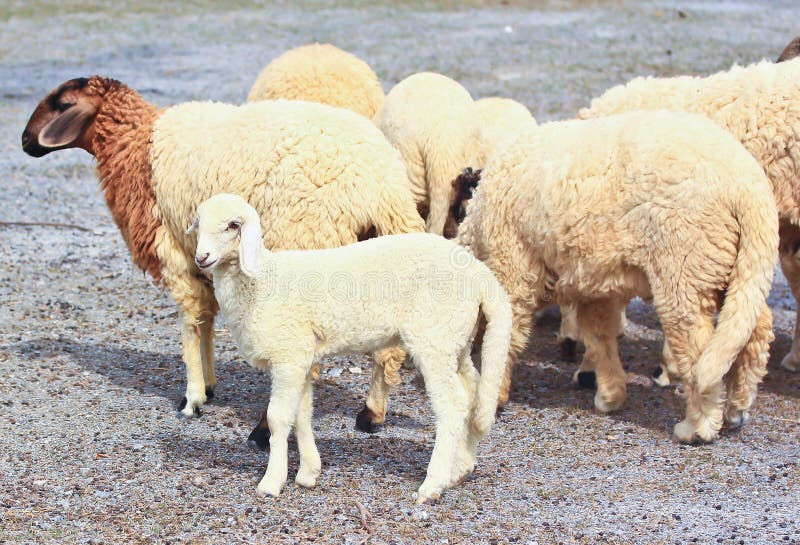 Sheep baby portrait stock image. Image of field, genetic - 38264425