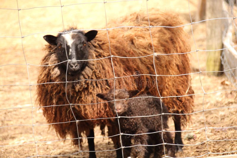 Sheep, and baby stock image. Image of confident, protecting - 216809175