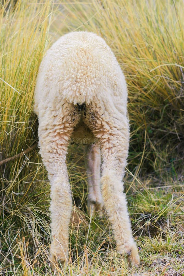 Sheep back stock image. Image of animal, farmside, country - 49724551
