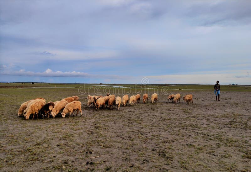 Sheep Back in the Greenland Editorial Stock Image - Image of animal ...