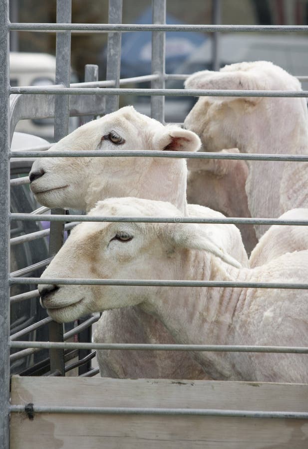 Sheep stock image. Image of truck, pick, hybrid, back - 60784753