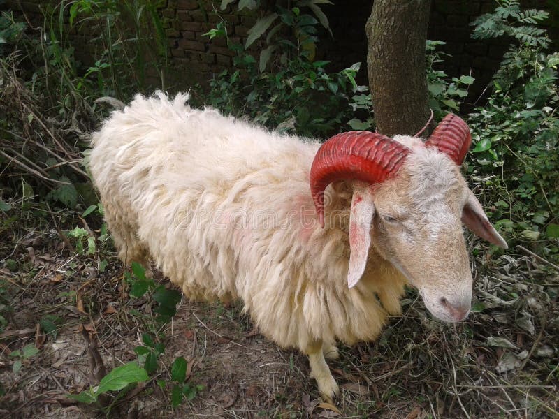 Garol Stock Photos - Free & Royalty-Free Stock Photos from Dreamstime